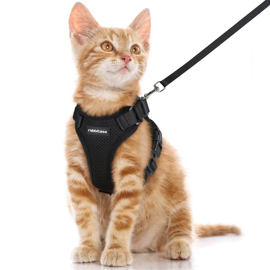 Rabbitgoo: Indestructible Pet harness & Gears