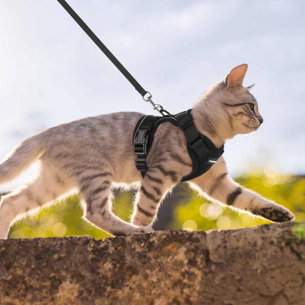 Rabbitgoo: Indestructible Pet harness & Gears